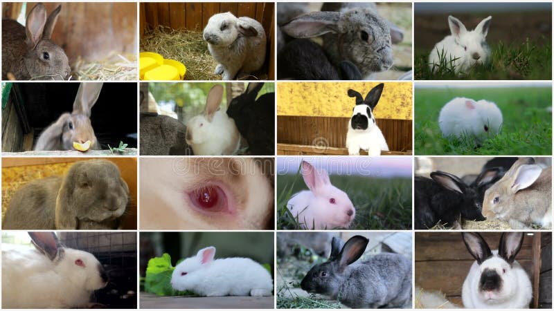 Video Wall Montage of Rabbits of Various Breeds. Farm Animals, Video ...