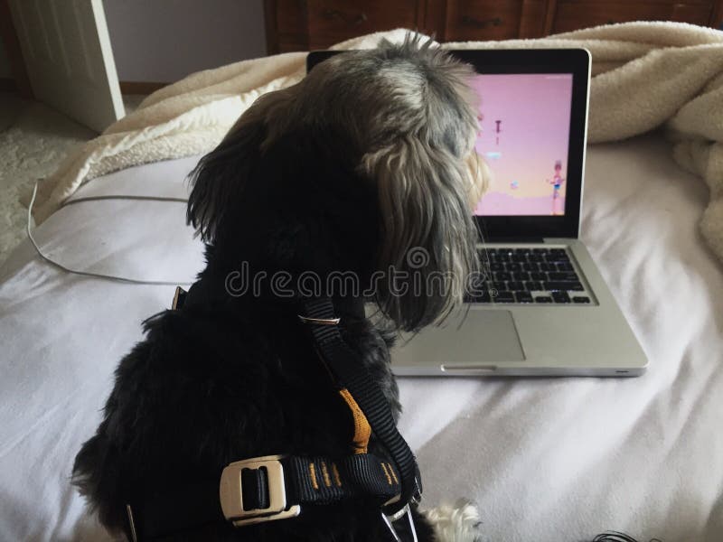 Videos and dogs stock photo. Image of videos, infront - 75153042