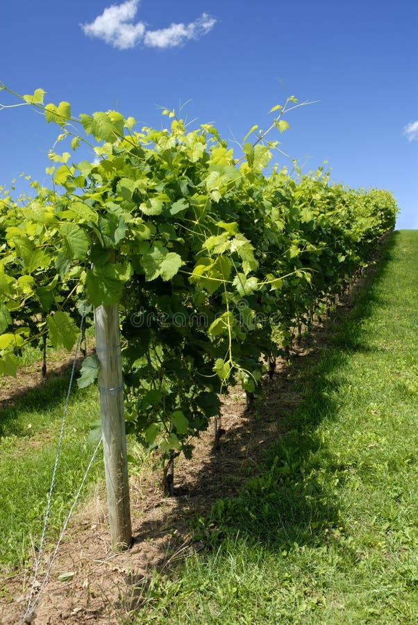 Vides imagen de archivo. Imagen de fresco, crianza, filas - 1170167