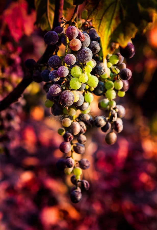 Vides de uva sicilianas imagen de archivo. Imagen de vino - 29149107