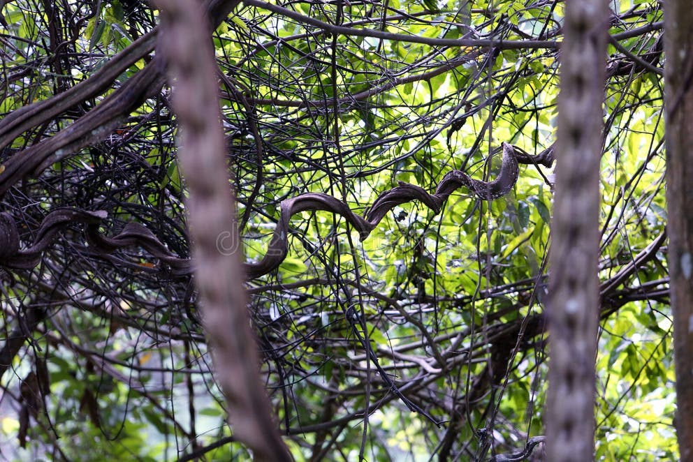 Vides y planta torcidas imagen de archivo. Imagen de torcido - 121052411