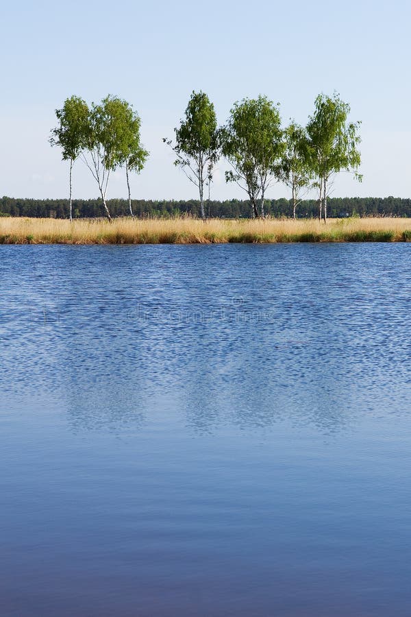 Vidoeiros no banco de rio imagem de stock. Imagem de paisagem - 14535949