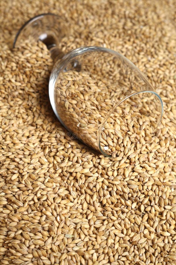 Malta de la cebada foto de archivo. Imagen de cebada - 46385954