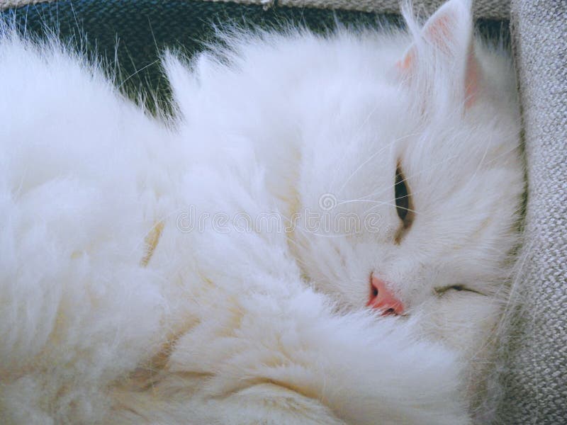 Vie D'un Chat Blanc Moelleux Turkish Angora Race Photo stock - Image du ...