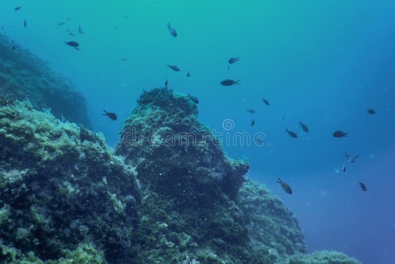 Vie Sous-marine Rochers Soleil Sous-marin Photo stock - Image du ...