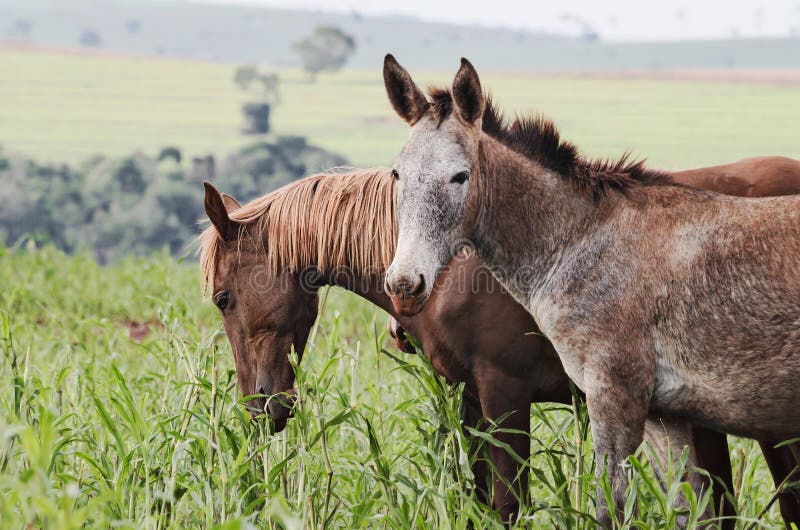 Vieh: Ein Esel Und Ein Pferd Auf Einer Weide Eines Bauernhofes ...