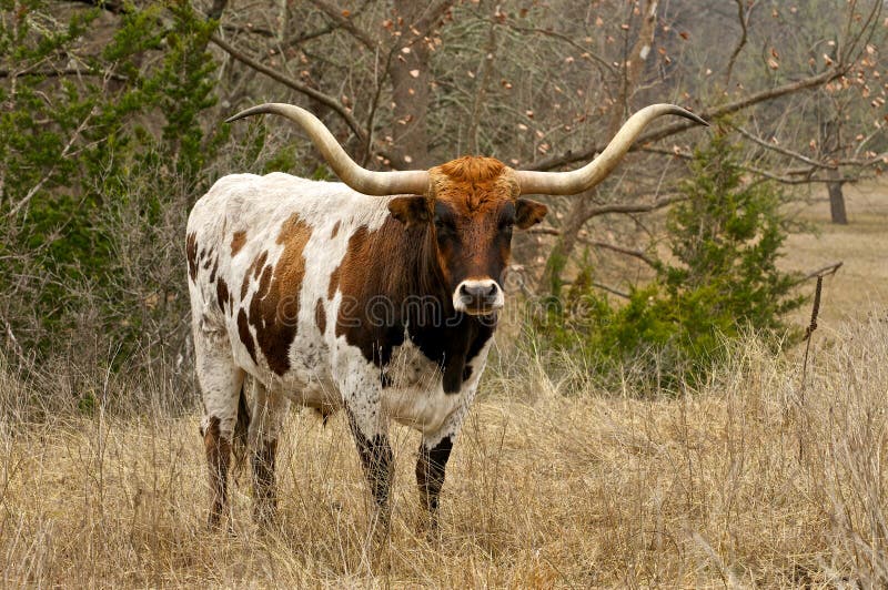 Vieh Texas-Longhorn stockfoto. Bild von braun, draussen - 18089796