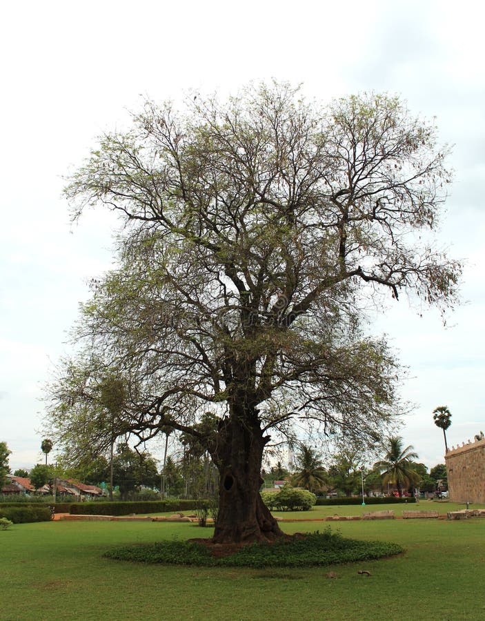 Arbre de tamarinier photo stock. Image du exotique, normal - 38897268