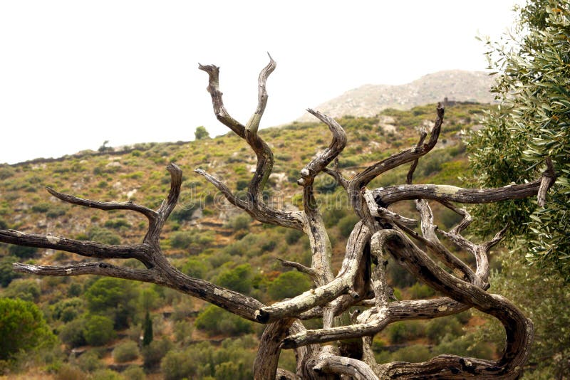 Vieil arbre sec photo stock. Image du horizon, automne - 5277172