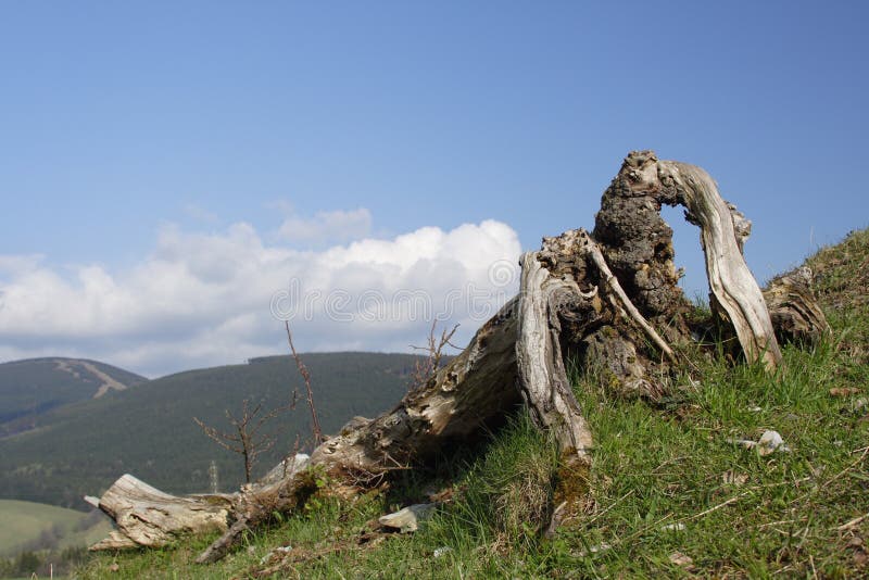 Vieil arbre sec photo stock. Image du plantation, automne - 5277172