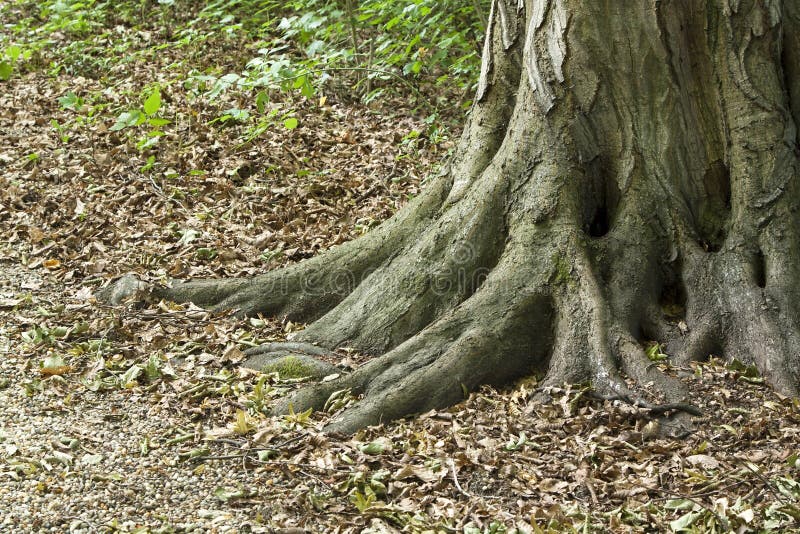 Árbol De La Raíz Del Mango En Campo De La Naturaleza Del Campo Foto de ...
