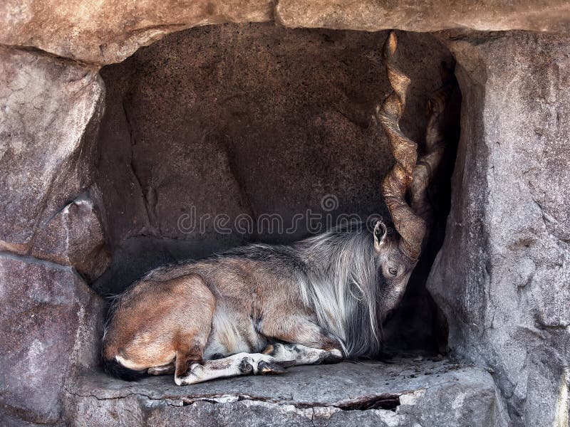 Vieja sentada de la cabra foto de archivo. Imagen de gris - 69270152