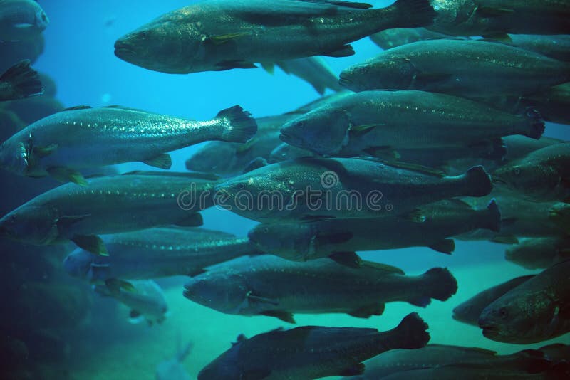 Viele Fische In Einem Mittelmeerriff Stockfoto - Bild von ...