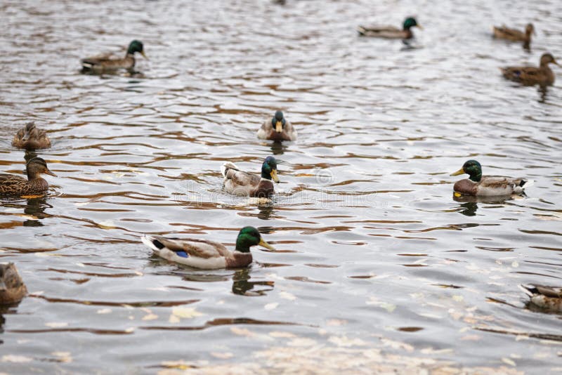 Viele Enten, Die Im See Oder Im Teich Schwimmen Stockbild - Bild von ...