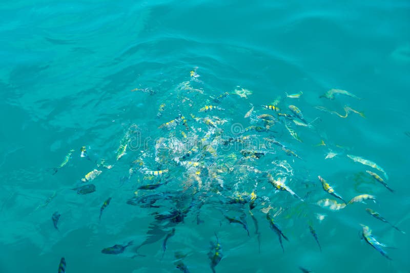 Viele Fische im Meer stockfoto. Bild von fische, oberfläche - 90410646