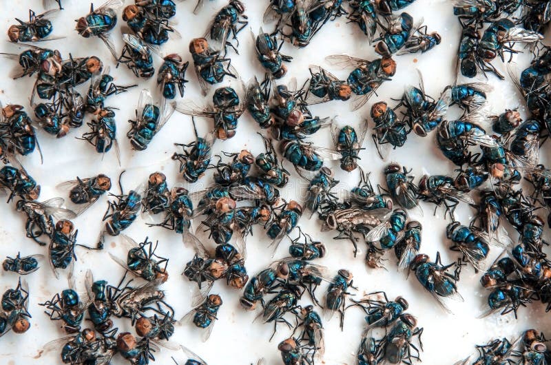 Viele Fliegen Und Schmutziges Insekt Und Tote Fliege Oder Aas Der ...