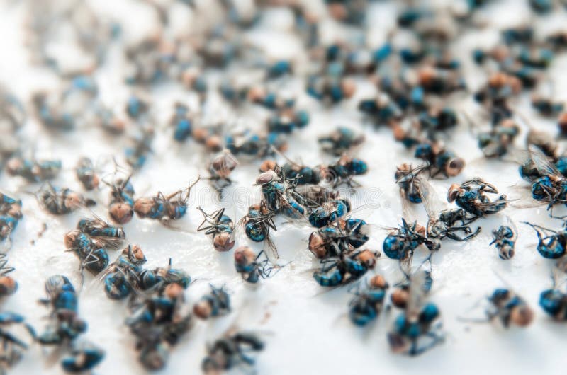 Viele Fliegen Und Schmutziges Insekt Und Tote Fliege Oder Aas Der ...