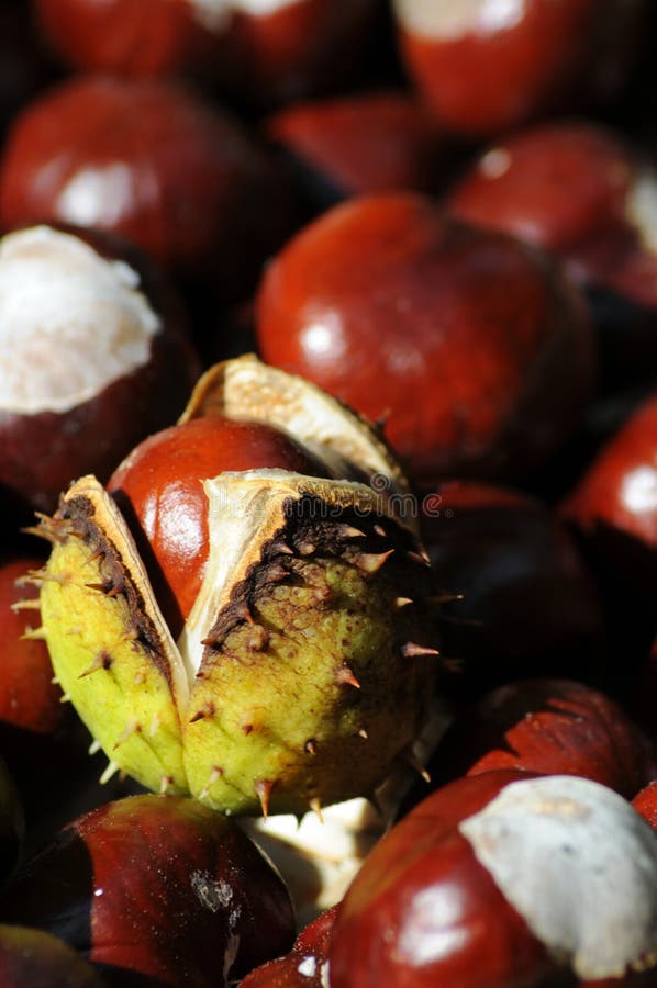 Viele Kastanien stockbild. Bild von arbeit, rund, herbst - 11039051