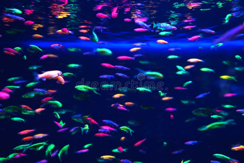 Neonfisch stockbild. Bild von schule, bunt, aquarium - 215772891