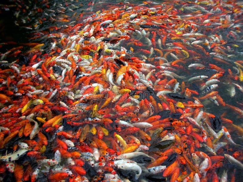 Viele Koi Fische stockbild. Bild von orientalisch, japan - 3161735