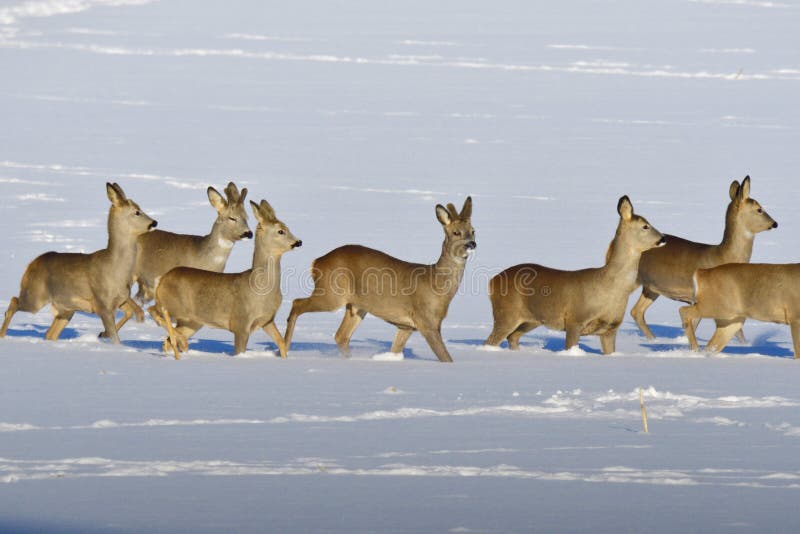 Viele Rehe stockfoto. Bild von hintergrund, wild, kalt - 84685200