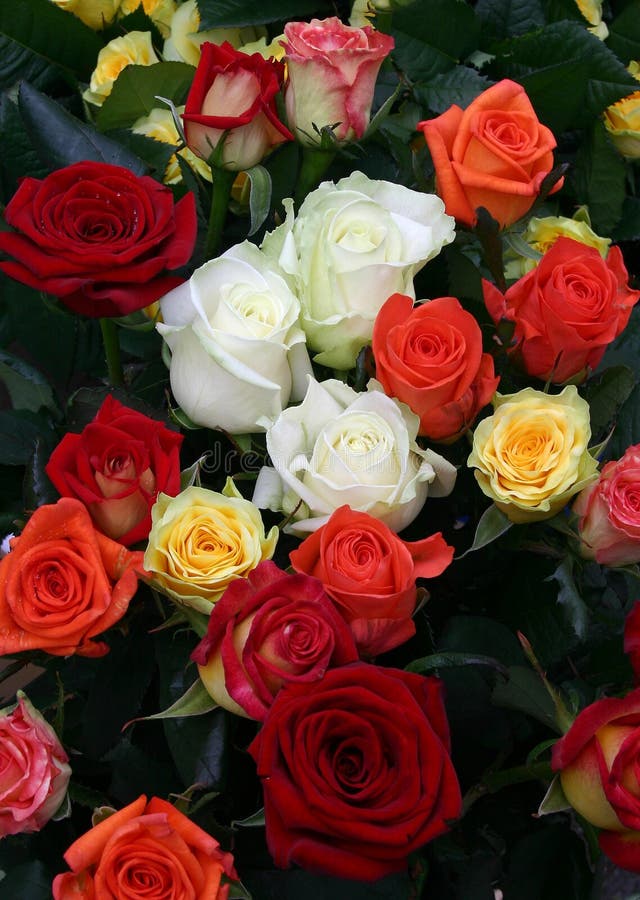 Bildschirmanzeige Der Mehrfarbigen Rosen Stockbild - Bild von gefärbt ...