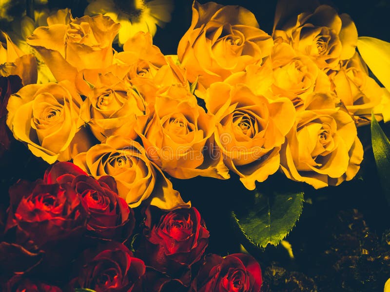 Viele Rosen getrennt stockfoto. Bild von hintergründe - 6395854