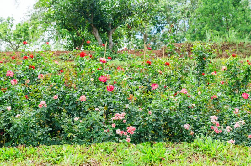 Viele Rosen im Garten stockbild. Bild von dekoration - 116948701