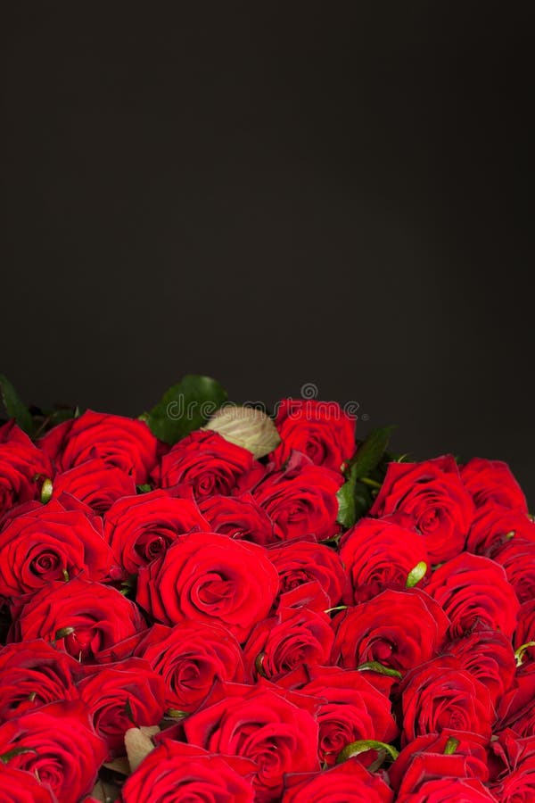 Viele roten Rosen stockfoto. Bild von festlich, blume - 51439408