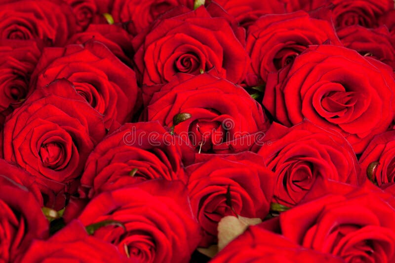 Viele roten Rosen stockbild. Bild von dekor, bündel, botanisch - 98147409