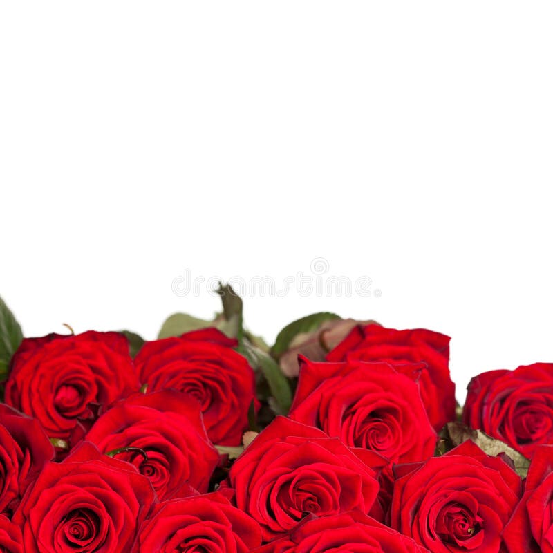 Viele Roten Rosen Stockfoto Bild Von Festlich Blume 51439408
