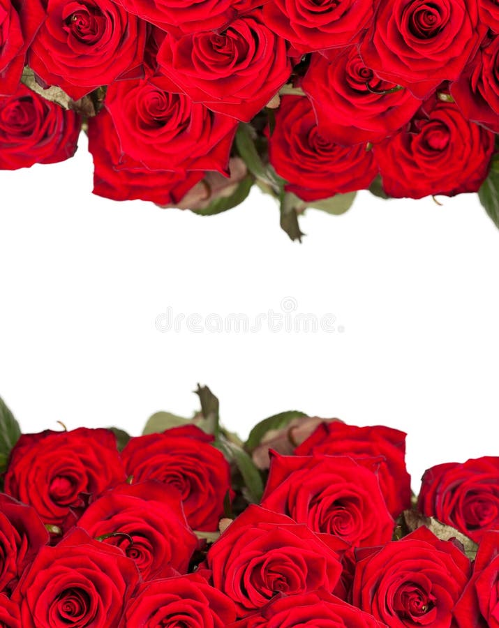 Viele roten Rosen stockfoto. Bild von festlich, blume - 51439408