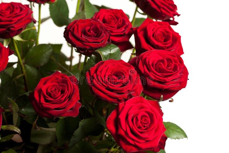 Viele roten Rosen stockbild. Bild von dekor, bündel, botanisch - 98147409