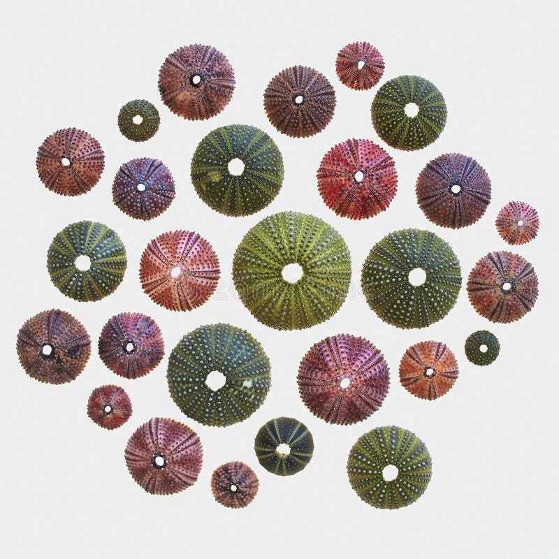 Vielzahl Der Seeigel Und Der Shells Auf Nassem Sand Stockbild - Bild ...