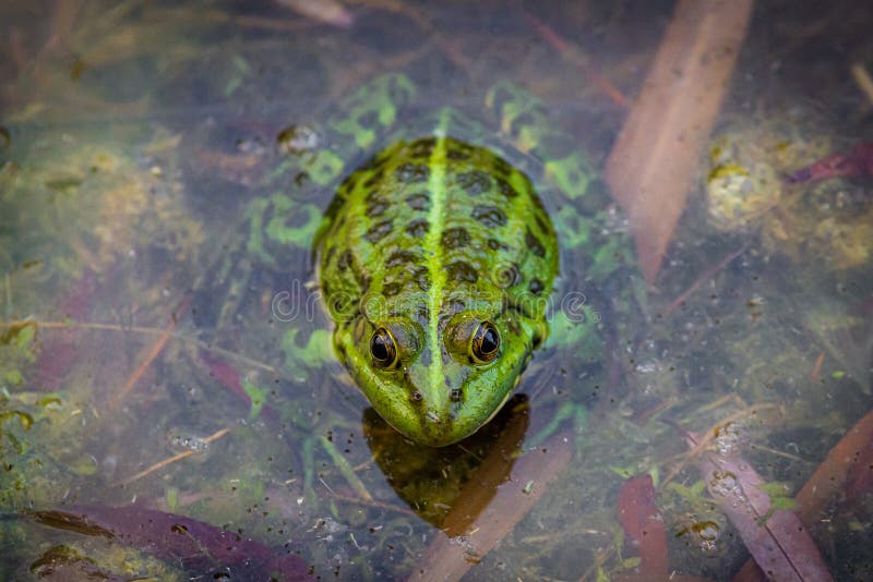 Rana comestible en tierra imagen de archivo. Imagen de fauna - 16285925