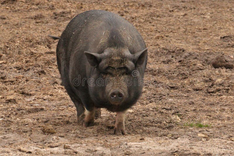 Cerdos en fango foto de archivo. Imagen de cerdo, multitud - 60636480
