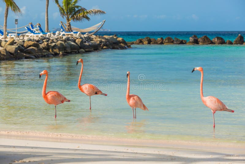 Vier Flamingo's Op Het Strand Stock Afbeelding - Image of hoofd, vogel ...