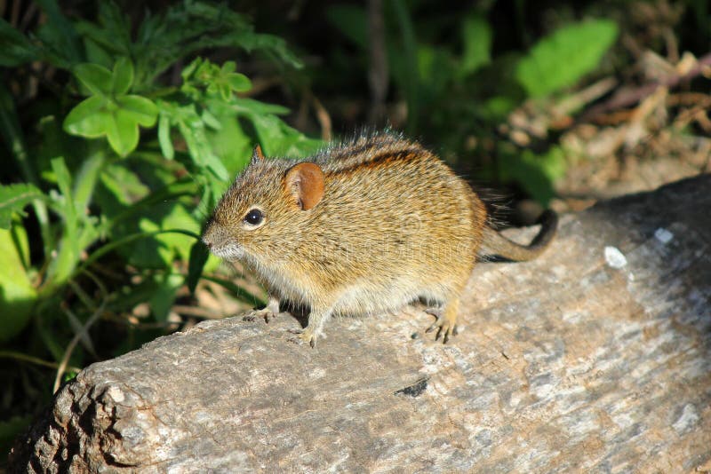 Vier-gestreepte muis stock foto. Image of camera, uitziend - 30281364
