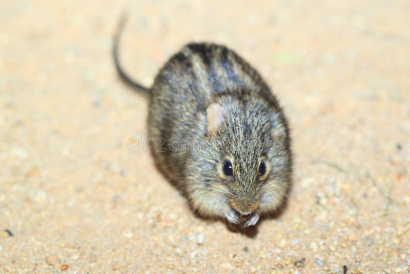 Vier-gestreifte Gras-Maus - Rhabdomys-pumilio Stockfoto - Bild von ...
