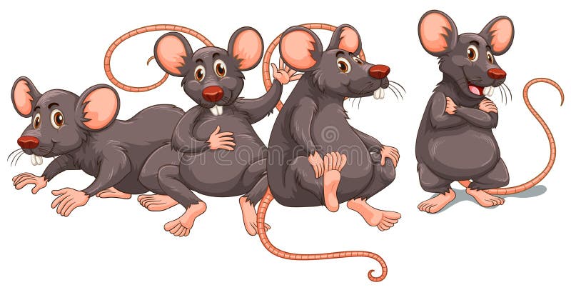 Vier Ratten Mit Grauem Pelz Stock Abbildung - Illustration von ...