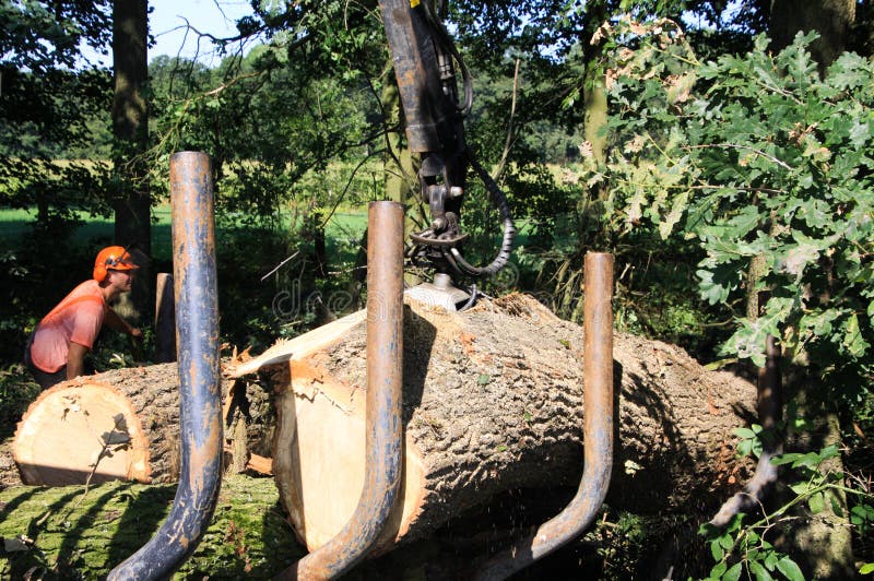 View on Forestry Work. a Forest Crane Loads Cut Down Tree Trunks on ...