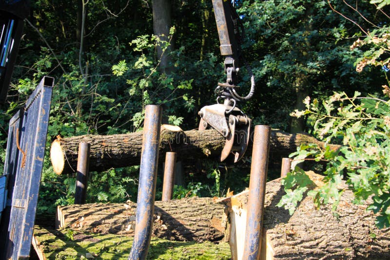 View on Forestry Work. a Forest Crane Loads Cut Down Tree Trunks on ...