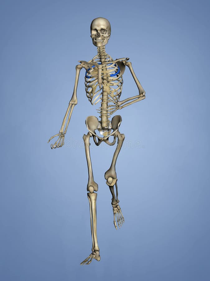 Erste Rippe, Rib Cage, Modell 3D Stock Abbildung - Illustration von ...