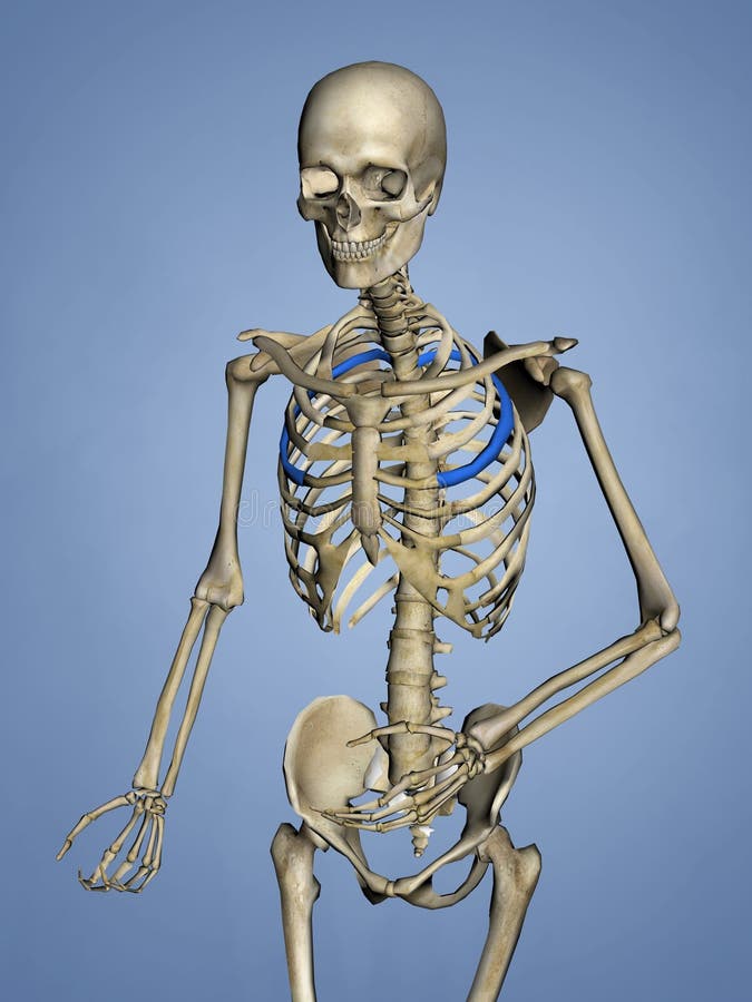 Erste Rippe, Rib Cage, Modell 3D Stock Abbildung - Illustration von ...