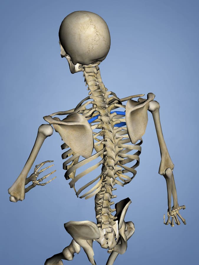 Erste Rippe, Rib Cage, Modell 3D Stock Abbildung - Illustration von ...