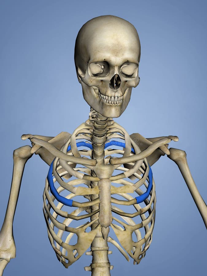 Vierte Rippe, Rib Cage, Modell 3D Stock Abbildung - Illustration von ...