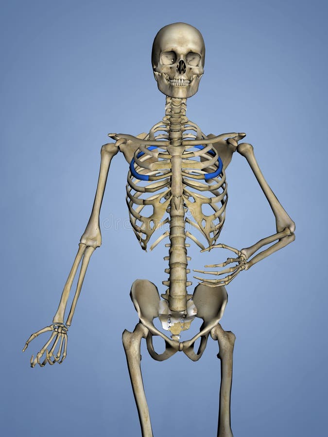 Erste Rippe, Rib Cage, Modell 3D Stock Abbildung - Illustration von ...