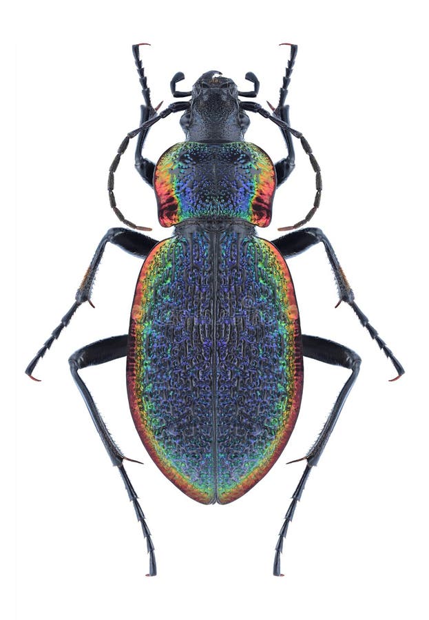Rostandi Do Formosus De Carabus Do Besouro & X28; Female& X29; Imagem ...
