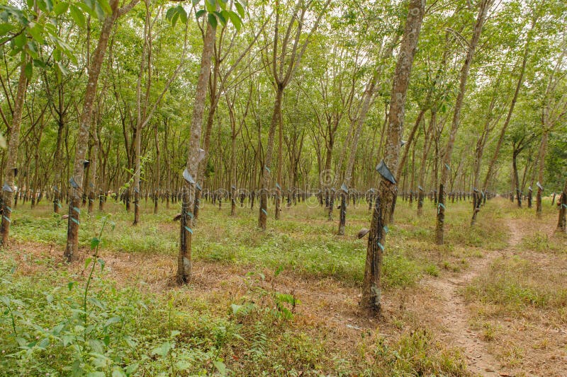 Vietnam - Cu Chi stock photo. Image of plantation, asian - 41630600