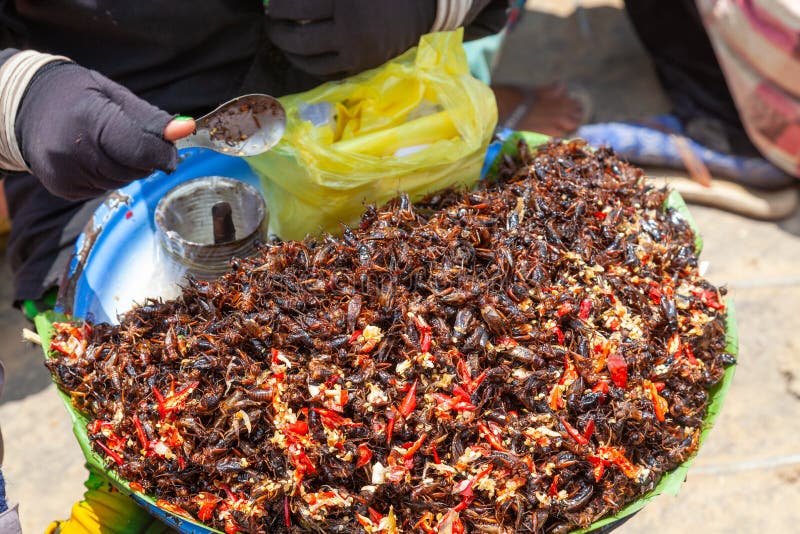 Vietnam delicacy insects stock image. Image of insects - 209232001
